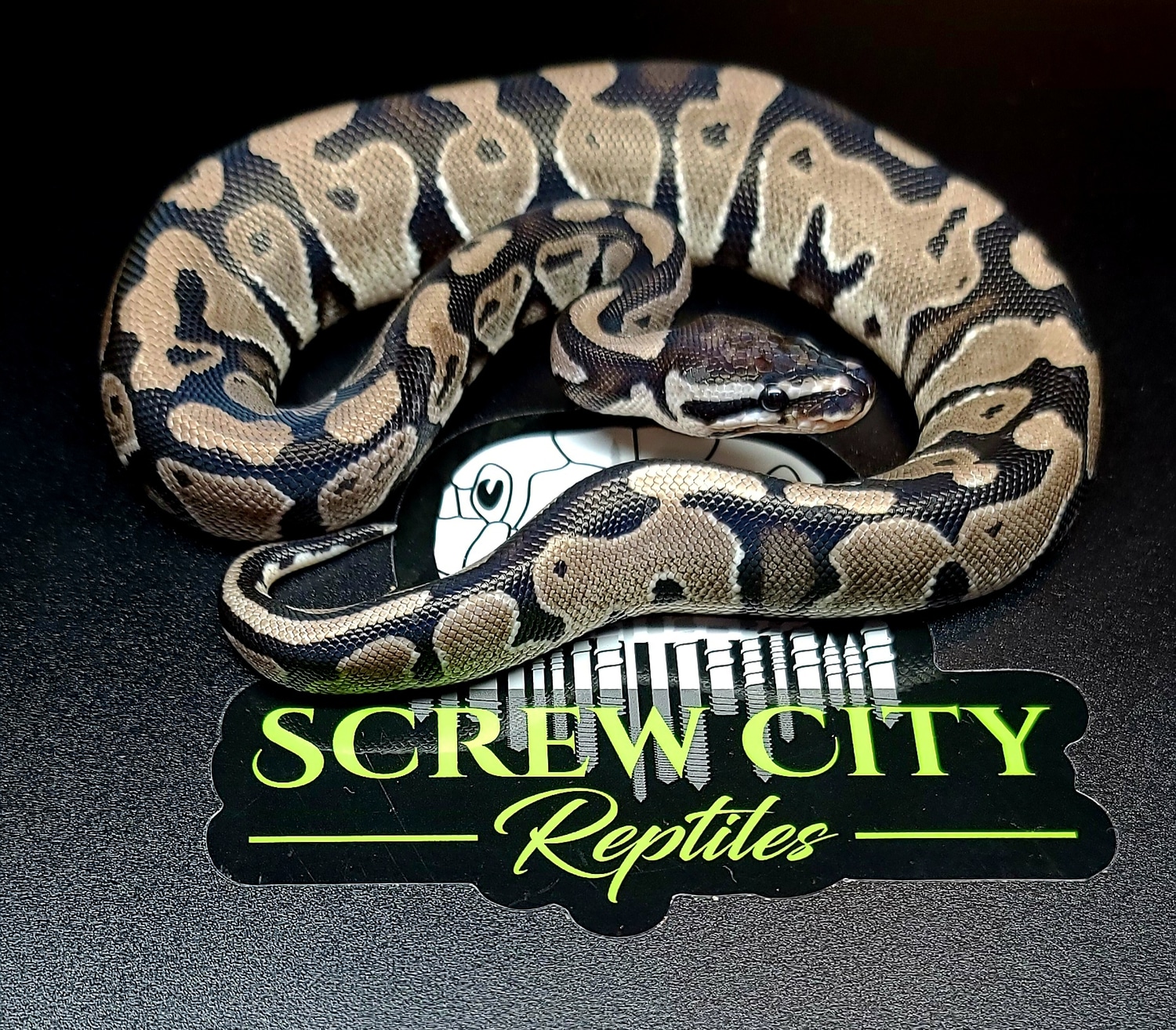 VPI Axanthic Ball Python by Screw City Reptiles - MorphMarket
