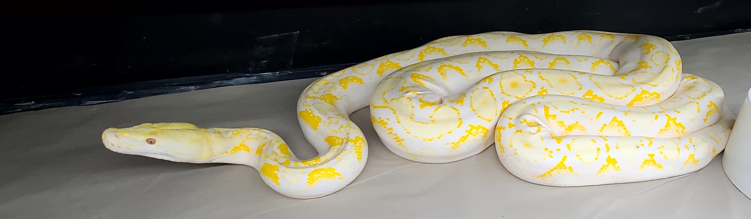 Albino Het Pied Reticulated Python by Screw City Reptiles - MorphMarket