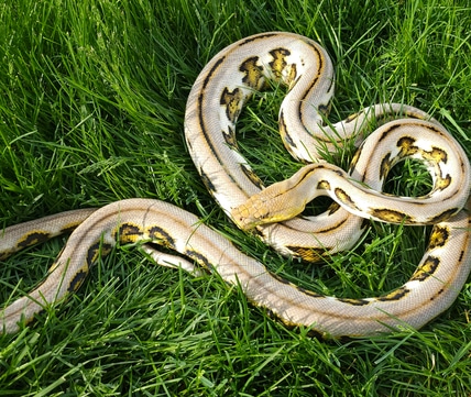 Albino Het Pied Reticulated Python by Screw City Reptiles - MorphMarket