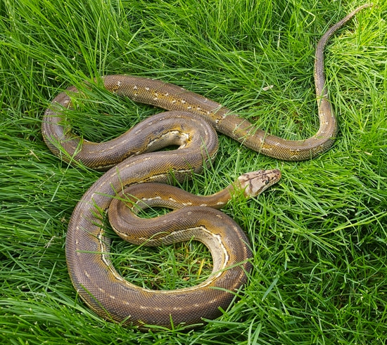 Phantom Anthrax Reticulated Python by Screw City Reptiles