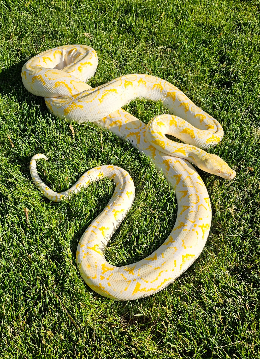 Albino Het Pied Reticulated Python by Screw City Reptiles - MorphMarket