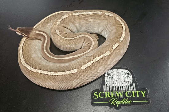 Mystic Potion Ball Python by Screw City Reptiles