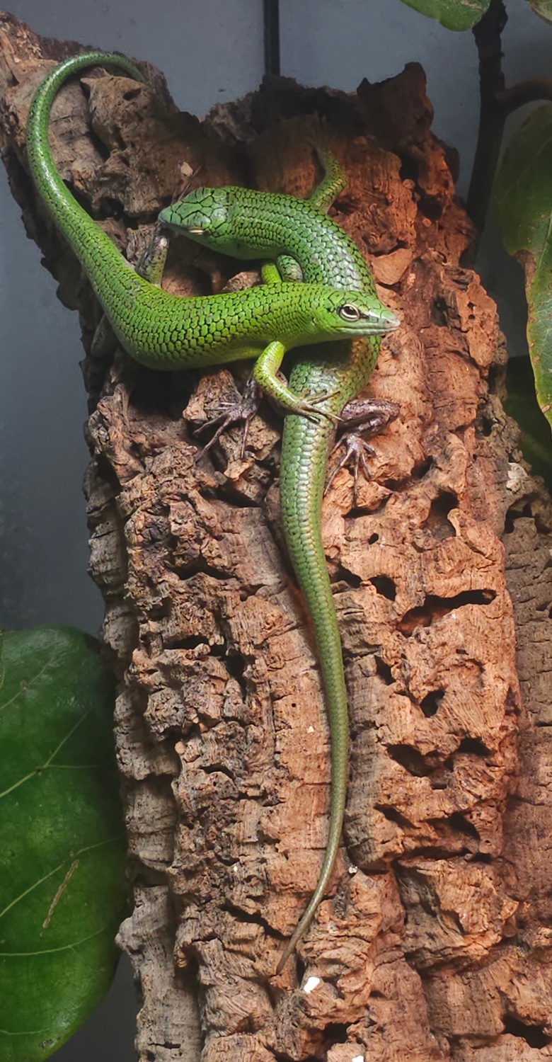 Duo Emerald Tree Skinks Other Skink by Screw City Reptiles - MorphMarket