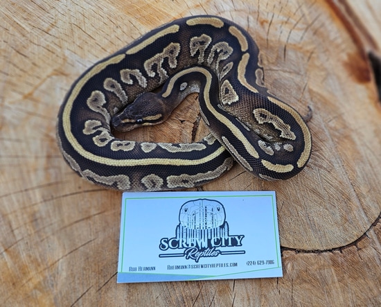 Mojave Mahogany Het Pied Ball Python by Screw City Reptiles