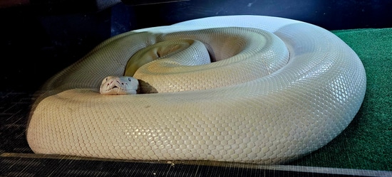 Ivory Het Albino Burmese Python by Screw City Reptiles