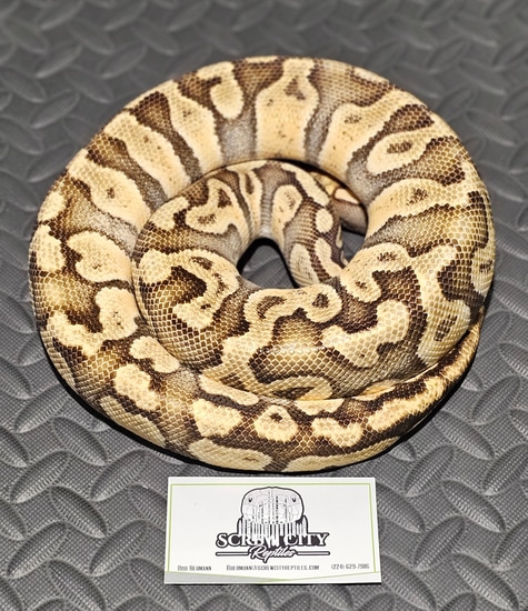 GHI Enchi Pastel Het Clown Ball Python by Screw City Reptiles