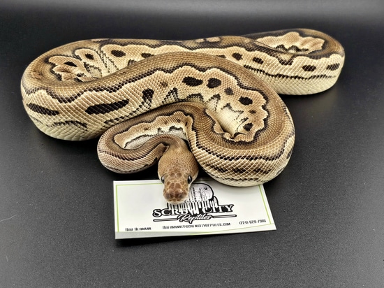 Cinnamon Clown Ball Python by Screw City Reptiles