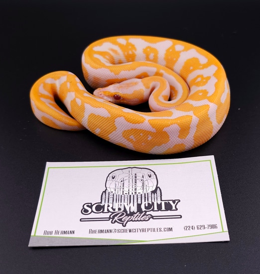 Confusion Yellowbelly Lavender Albino Ball Python by Screw City Reptiles