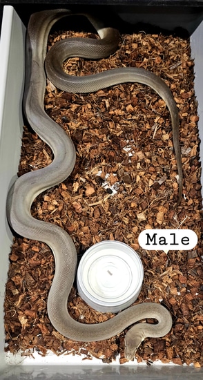 Olive Python by Screw City Reptiles