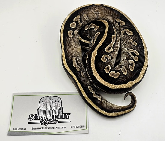 Mojave Mahogany Het Pied Ball Python by Screw City Reptiles