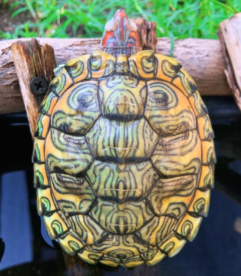 Bozo Clown Slider Turtle by Forever Pets