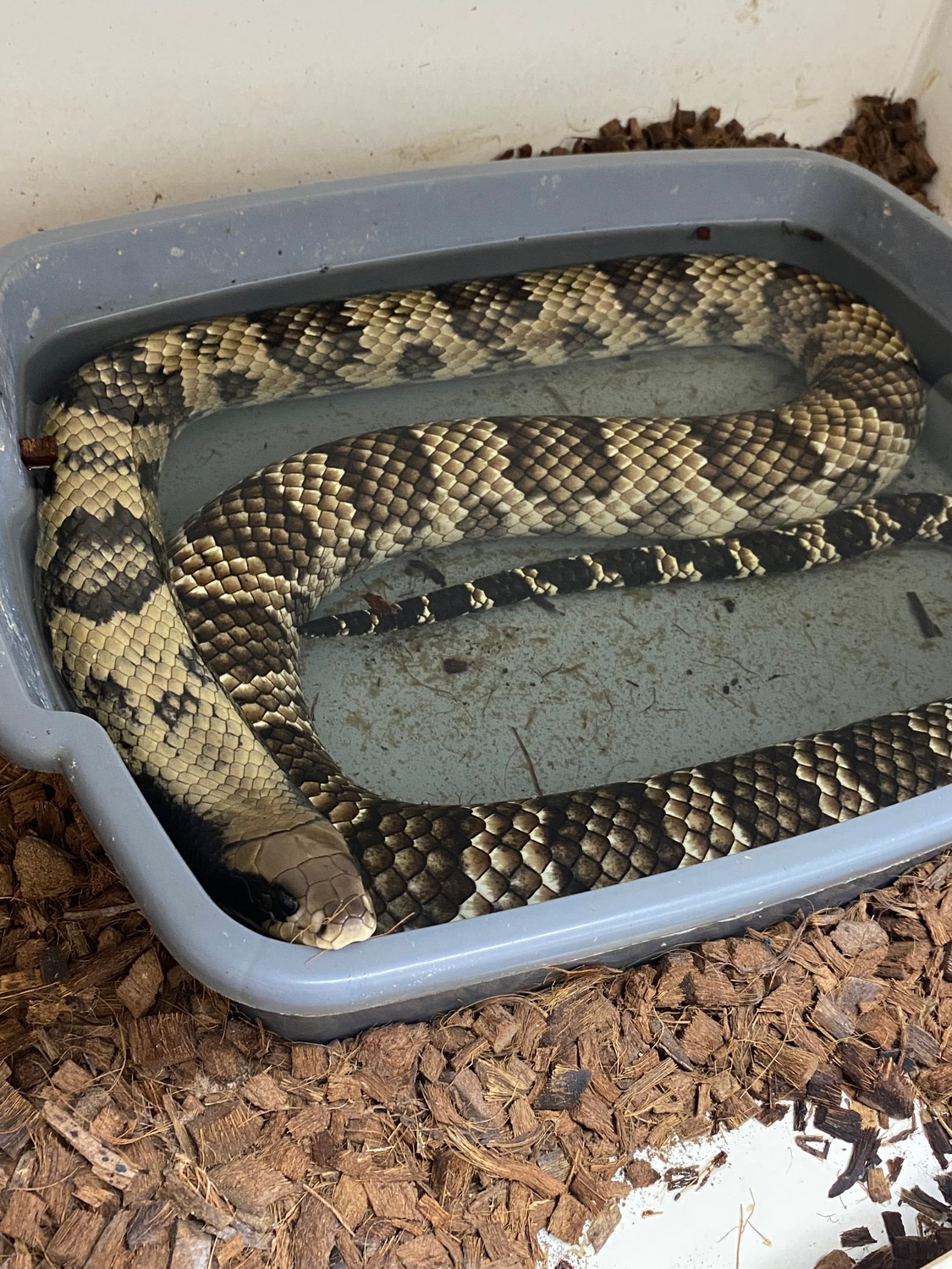 100% Het Lavender/Het Uk Hypo More Colubrid by Cozy Coops Colubrids ...