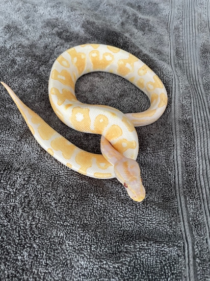 Lavender Albino 100% Het Pied Ball Python by Scrubsnsnakes pythons