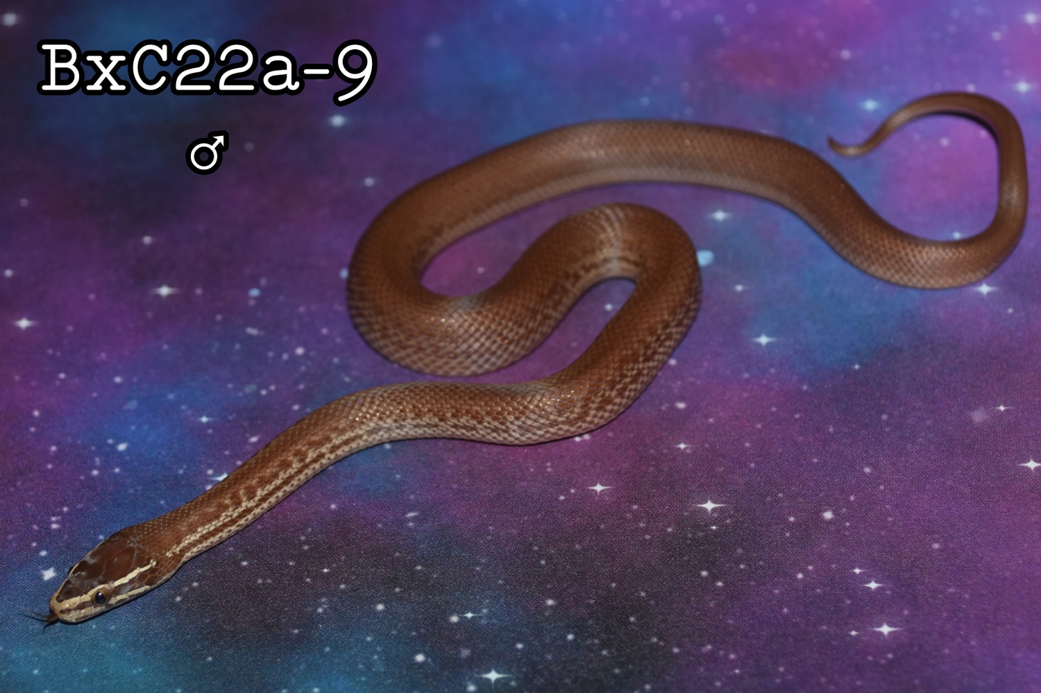 KZN Cross Het T- Albino Cape House Snake by Astro-Rex House Snakes ...