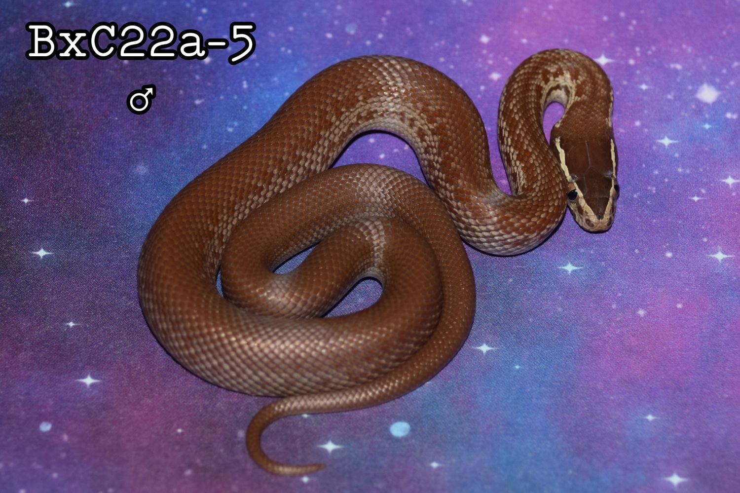 KZN Cross Het T- Albino Cape House Snake by Astro-Rex House Snakes ...