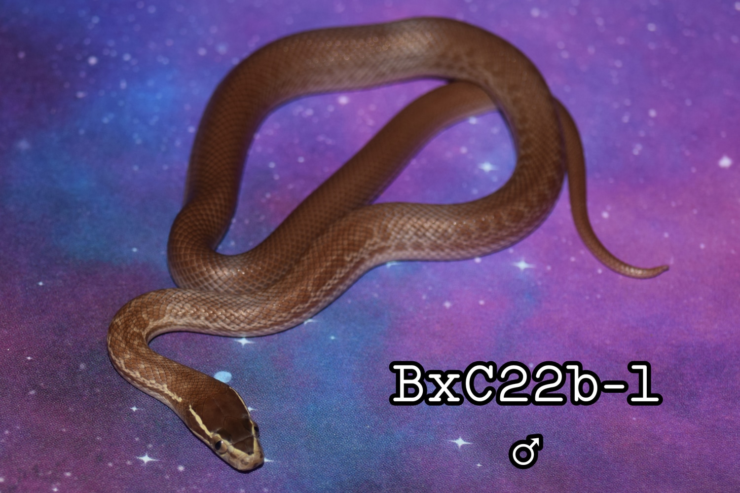 KZN Cross Het T- Albino Cape House Snake by Astro-Rex House Snakes ...