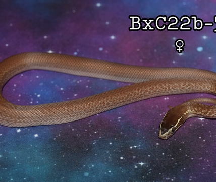 KZN Cross Het T- Albino Cape House Snake by Astro-Rex House Snakes ...