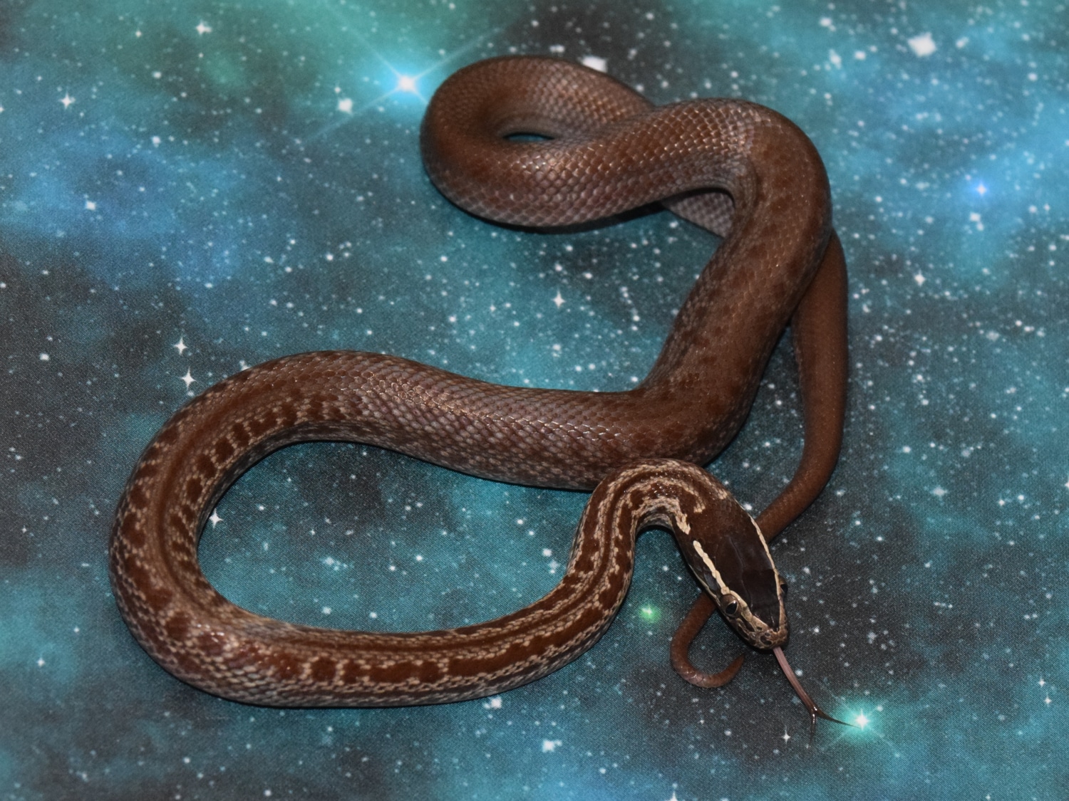 100% Het T- Albino House Snake by Astro-Rex House Snakes - MorphMarket