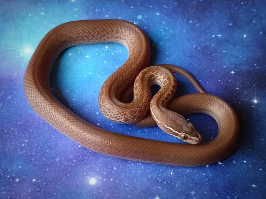 KZN Red Cross 100% Het T- Albino House Snake by Astro-Rex House Snakes
