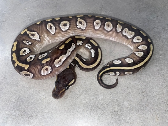 Blackhead Mojave Ball Python by Scs reptiles