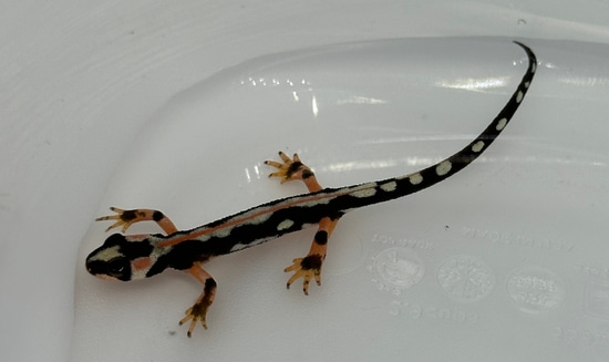 Kaiser’s Spotted Newt - Neurergus Kaiseri by Salamanders Anonymous