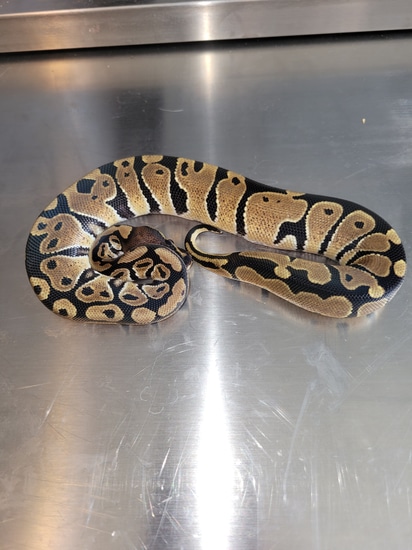 Normal Ball Python by Sculls' serpents