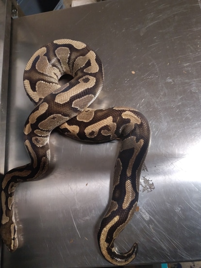 Fire Het Clown Het Orange Ghost Ball Python by Sculls' serpents