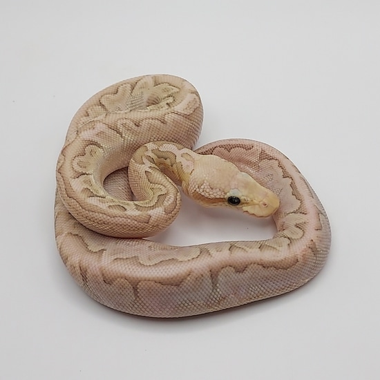 Bamboo, Super Pastel Ball Python by Scutes and Scales LLC