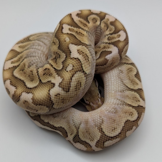 Bamboo Pastel Ball Python by Scutes and Scales LLC