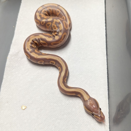 Mystic Banana Het Clown Ball Python by Scutes and Scales LLC