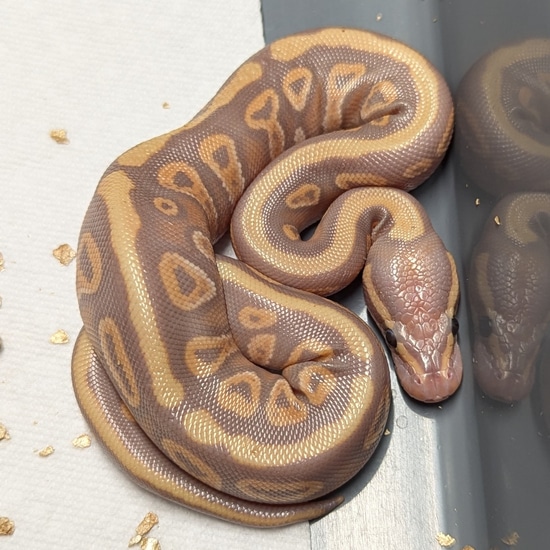 Mystic Banana Het Clown Ball Python by Scutes and Scales LLC