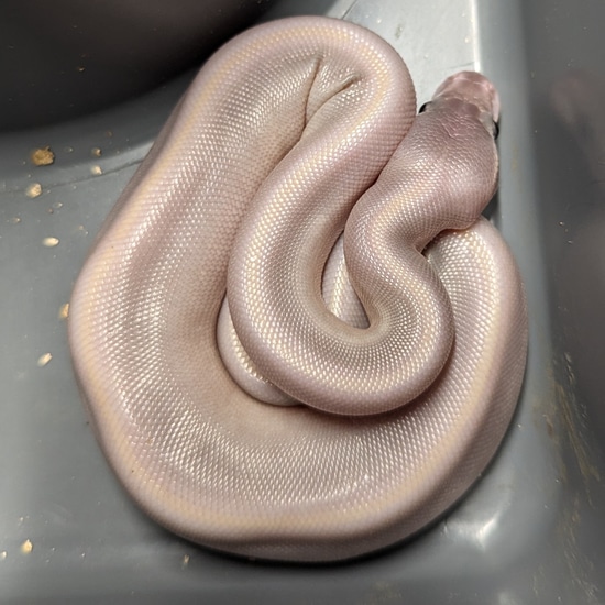 Mystic Potion Het Clown Ball Python by Scutes and Scales LLC
