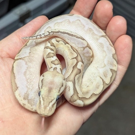 Bamboo Pastel Calico Ball Python by Scutes and Scales LLC