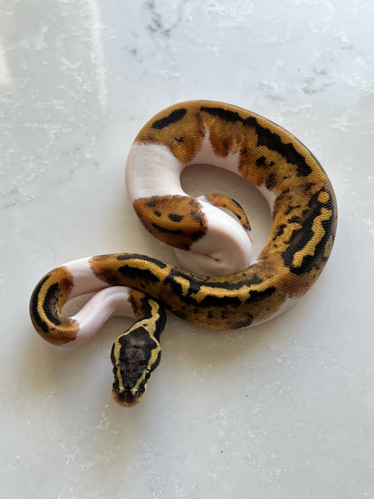 Pastel Pied Het Lavender Ball Python by Tidal Wave Morphs