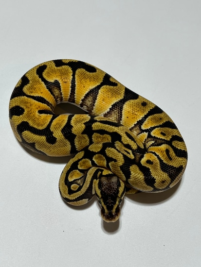 Pastel Enchi Het DG Ball Python by Tidal Wave Morphs