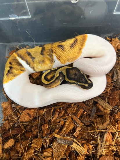 Pied Female Ball Python by Tidal Wave Morphs