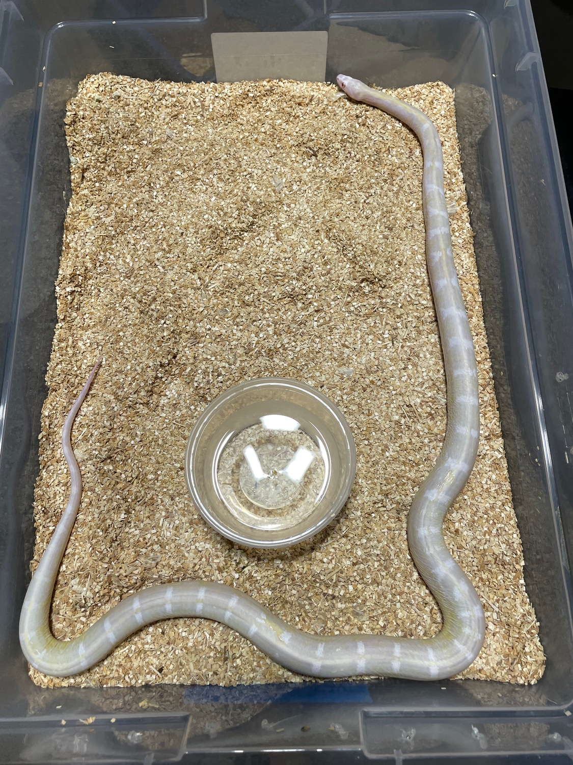 Scaleless Snow Corn Snake by Tidal Wave Morphs - MorphMarket