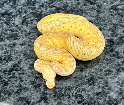 Tidal Wave Morphs - MorphMarket