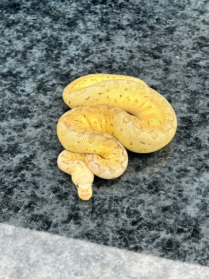 Pastel Pinstripe Fire Clown Ball Python by Tidal Wave Morphs