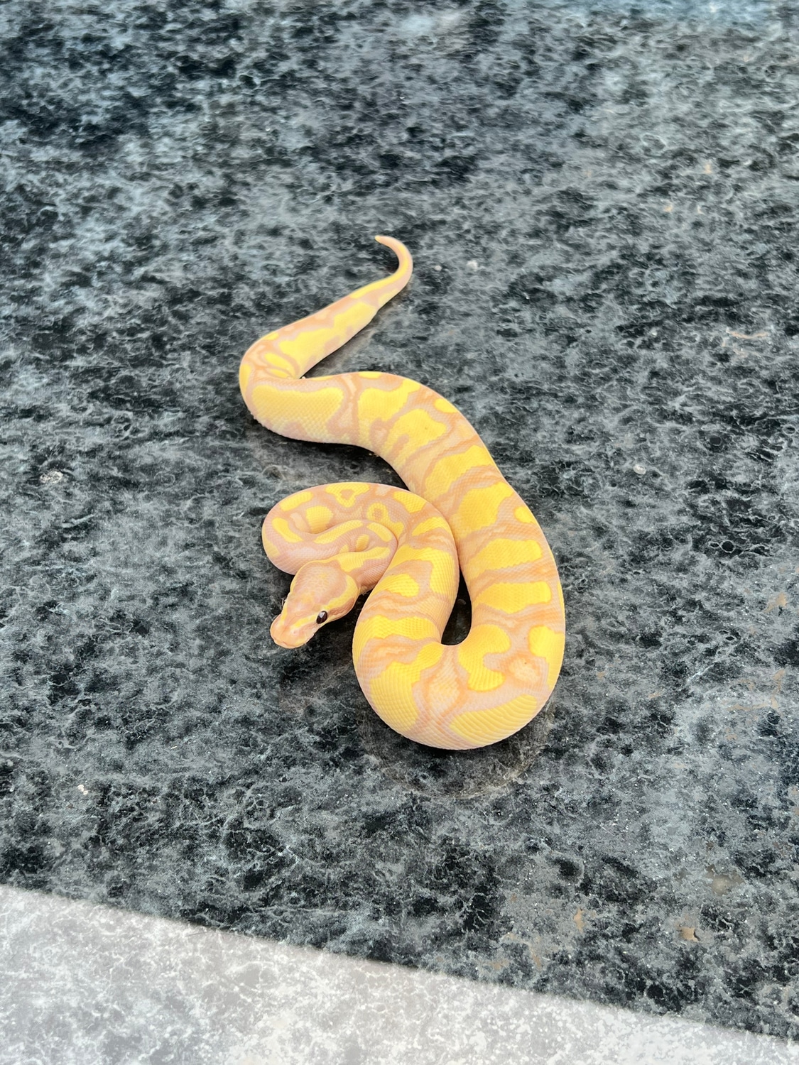 Banana Enchi Yb Het Pied (Poss BH) Ball Python by Tidal Wave Morphs ...