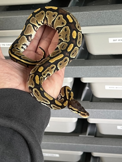 Bongo Het Puzzle Ball Python by Tidal Wave Morphs