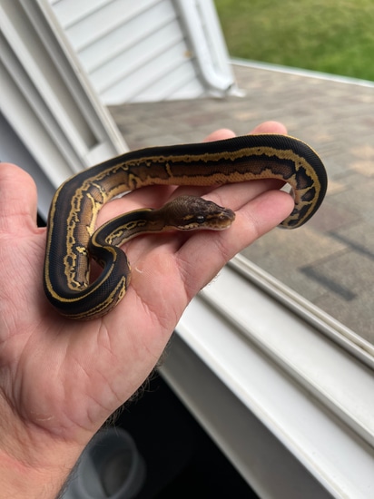 Hurricane Bongo Leopard Het Clown Ball Python by Tidal Wave Morphs