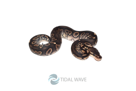 Wookie Yellowbelly Cinnamon Het Clown Ball Python by Tidal Wave Morphs