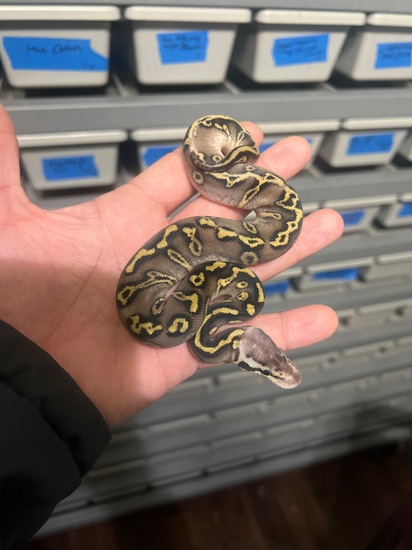 Wookie Yb Leopard Pastel Het Clown Ball Python by Tidal Wave Morphs