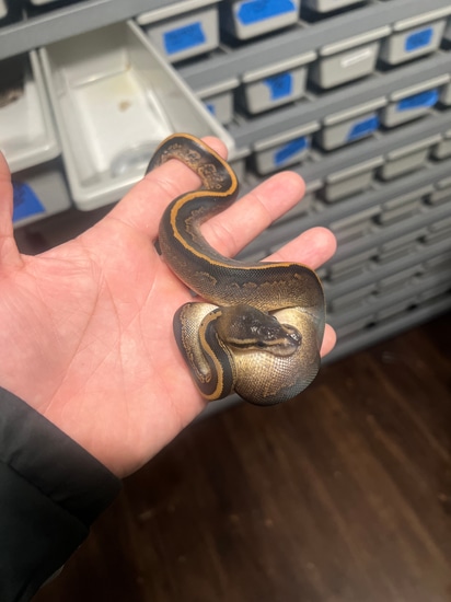 Black Pastel Wookie YB Leopard Ball Python by Tidal Wave Morphs