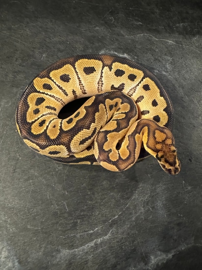 Lace Clown Ball Python by Tidal Wave Morphs