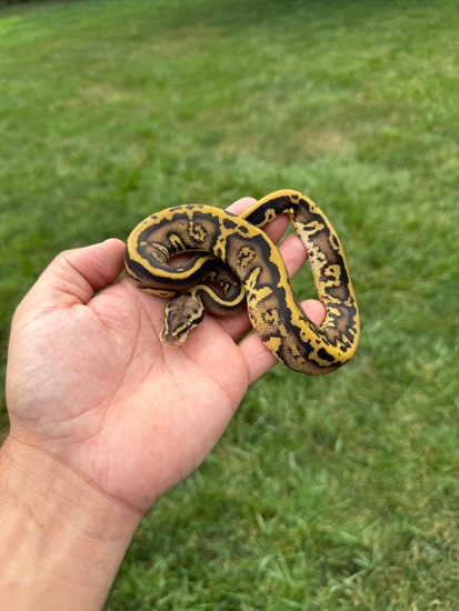 Stranger Leopard Pastel Het Hypo Ball Python by Tidal Wave Morphs