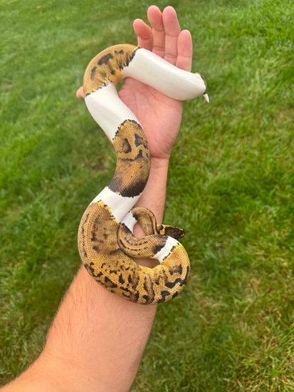 Pastel Pied Het Desert Ghost Ball Python by Tidal Wave Morphs