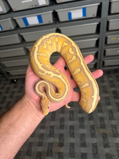 Het Sunset Banana Lesser Yb Wookie Leopard ( Hurricane ) Ball Python by ...