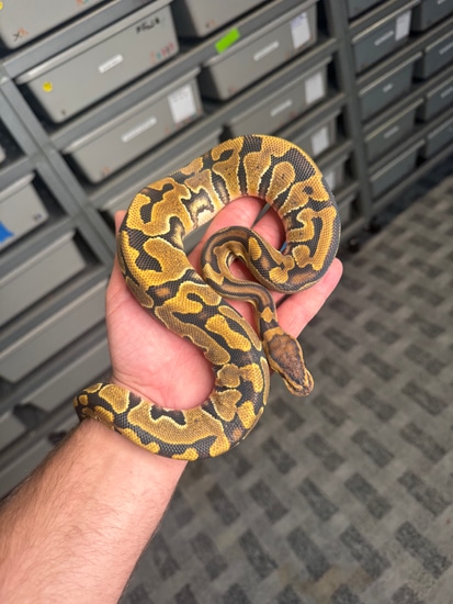 Puzzle Het Hypo Ball Python by Tidal Wave Morphs